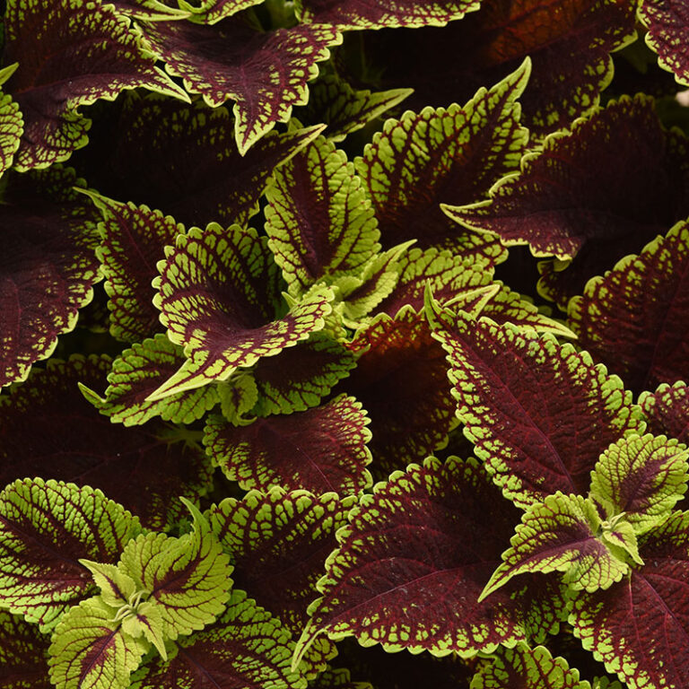 Coleus Coleosaurus - Les Serres Michel Van de Walle inc.