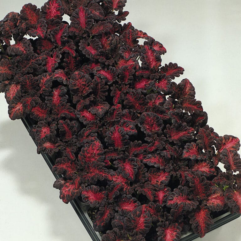 Coleus Dragon Black - Les Serres Michel Van de Walle inc.