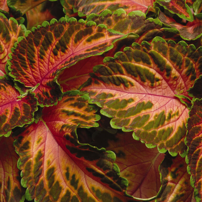 Coleus Wizard Mix Select - Les Serres Michel Van de Walle inc.