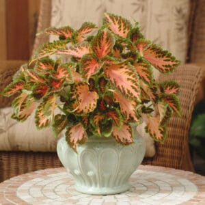 Coleus Wizard Mix Select - Les Serres Michel Van de Walle inc.