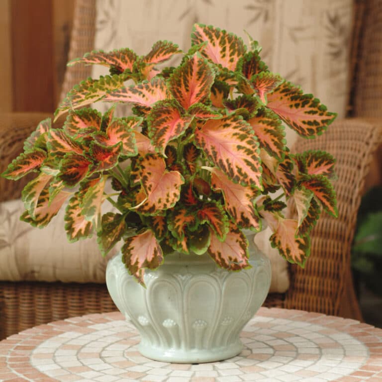 Coleus Wizard Mix Select - Les Serres Michel Van de Walle inc.