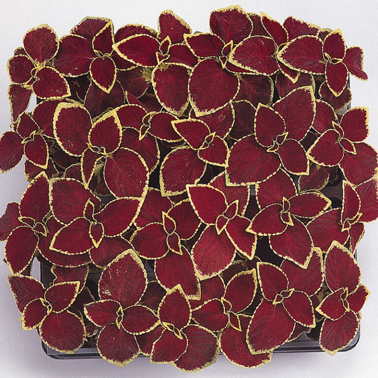 Coleus Wizard Velvet Red - Les Serres Michel Van de Walle inc.