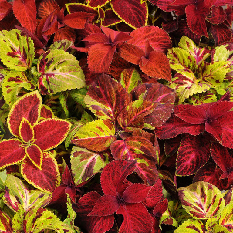 Coleus Wizard Mosaic - Les Serres Michel Van de Walle inc.