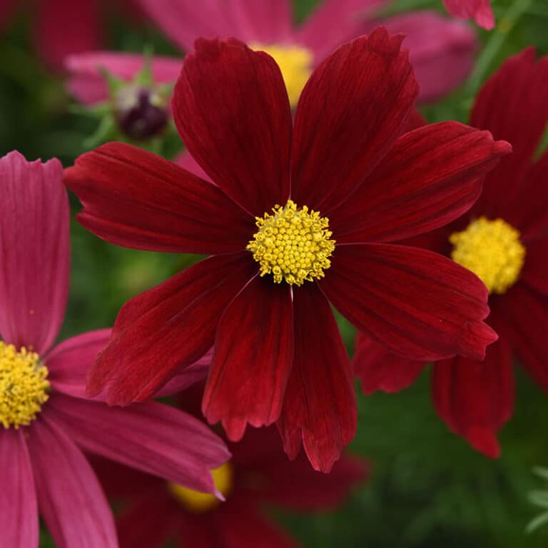 French Marigold Disco Red - Les Serres Michel Van de Walle inc.