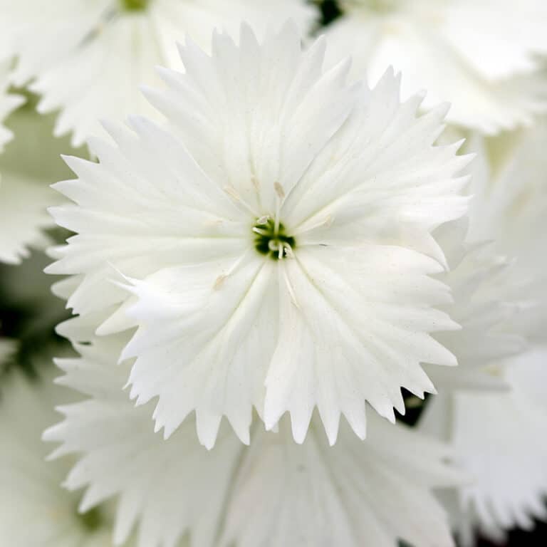 Dianthus Floral Lace White - Les Serres Michel Van de Walle inc.