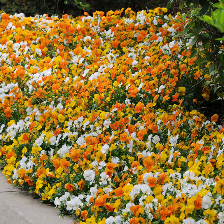 Viola Sorbet XP Mix Citrus - Les Serres Michel Van de Walle inc.