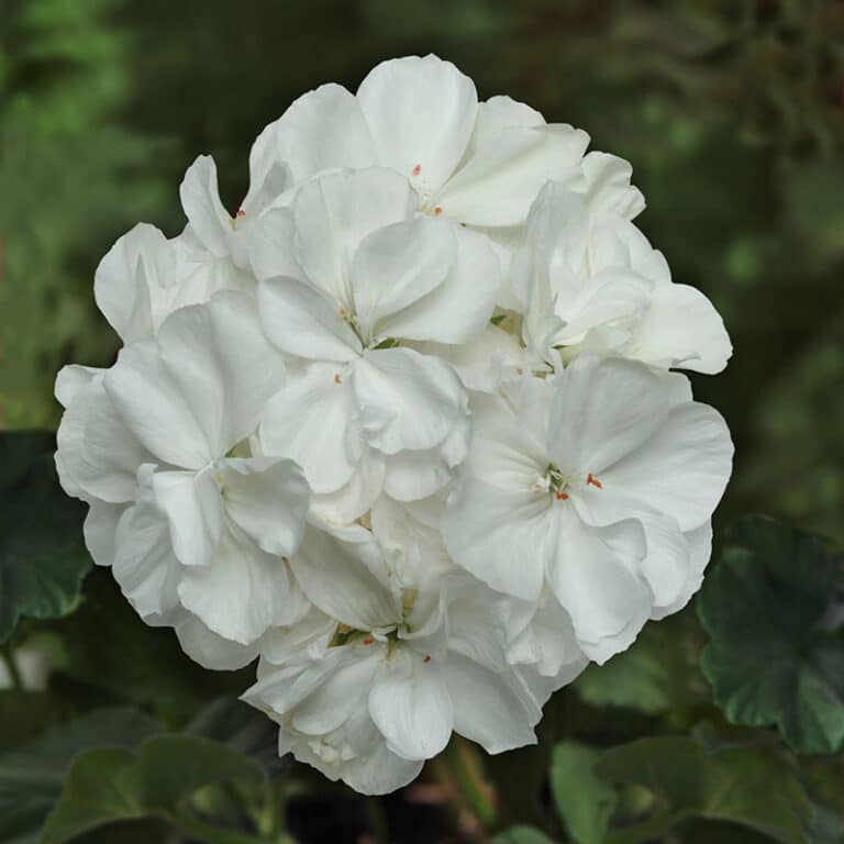 Zonal Geranium Moonlight™ White - Les Serres Michel Van de Walle inc.