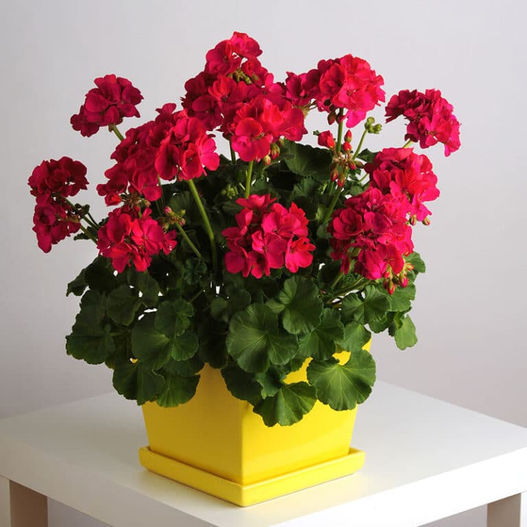 Zonal Geranium Sunrise™ Fuchsia - Les Serres Michel Van de Walle inc.